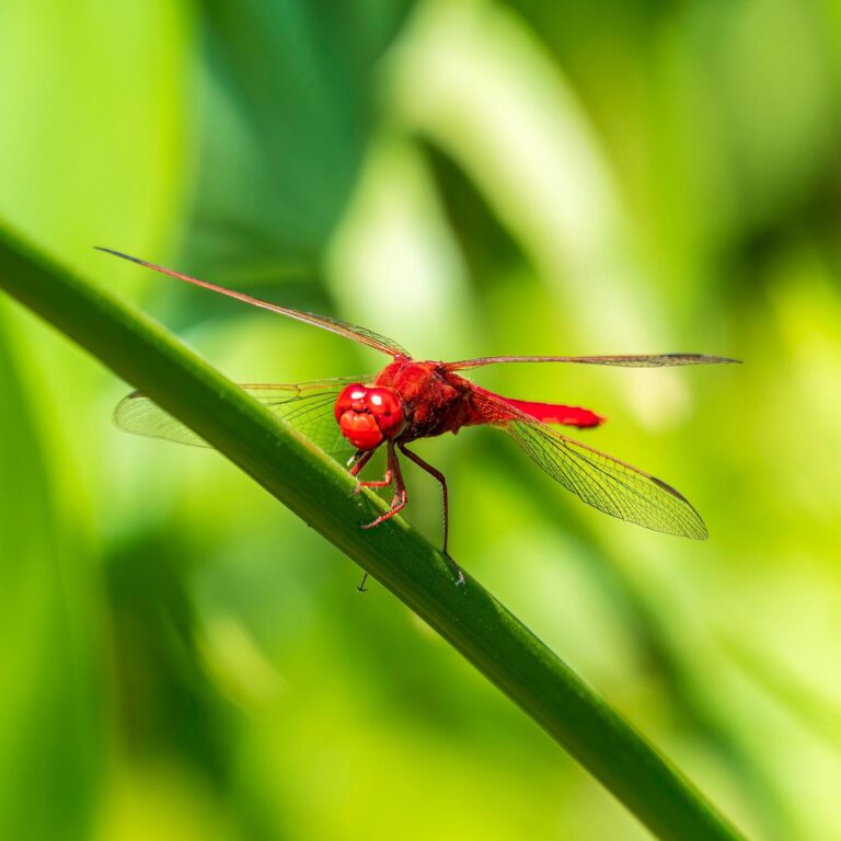 Red Dragonfly Meaning: Unveiling Its Rich Symbolism and Myths ...